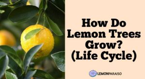Lemon Tree Growth Stages: (How Do Lemon Trees Grow?) – Lemon Paraiso