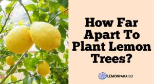 How Far Apart To Plant Lemon Trees? – Lemon Paraiso