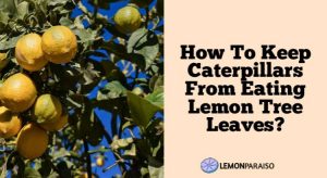 Flies On Lemon Tree (Causes, Getting Rid, And Prevention) - Lemon Paraiso
